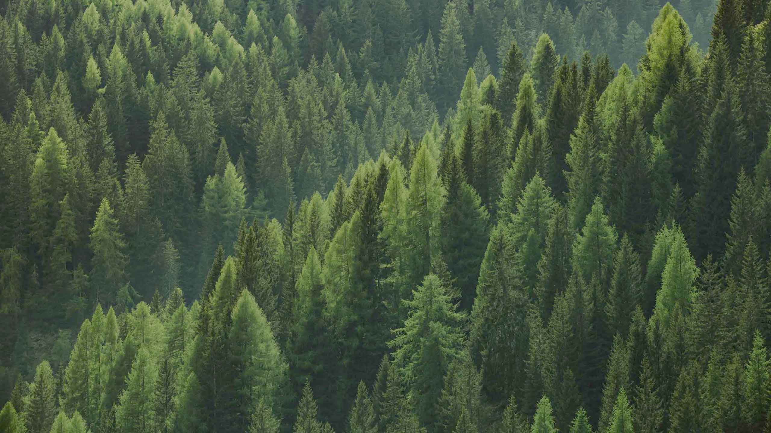 Home - Pine Walk Capital